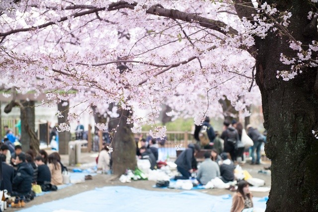 Waktunya Melihat Festival Jepang Yang Menakjubkan, Hanami! - Japanese ...